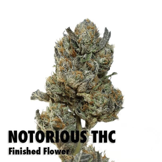 Notorious THC - Seeds & Clones